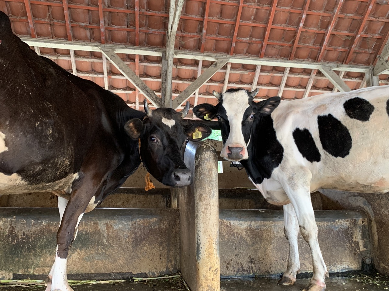 Pusat Pengembangan Ternak FAPET - Fakultas Peternakan UGM